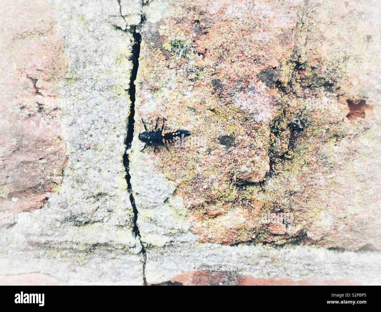 Insect on a brick wall Stock Photo - Alamy