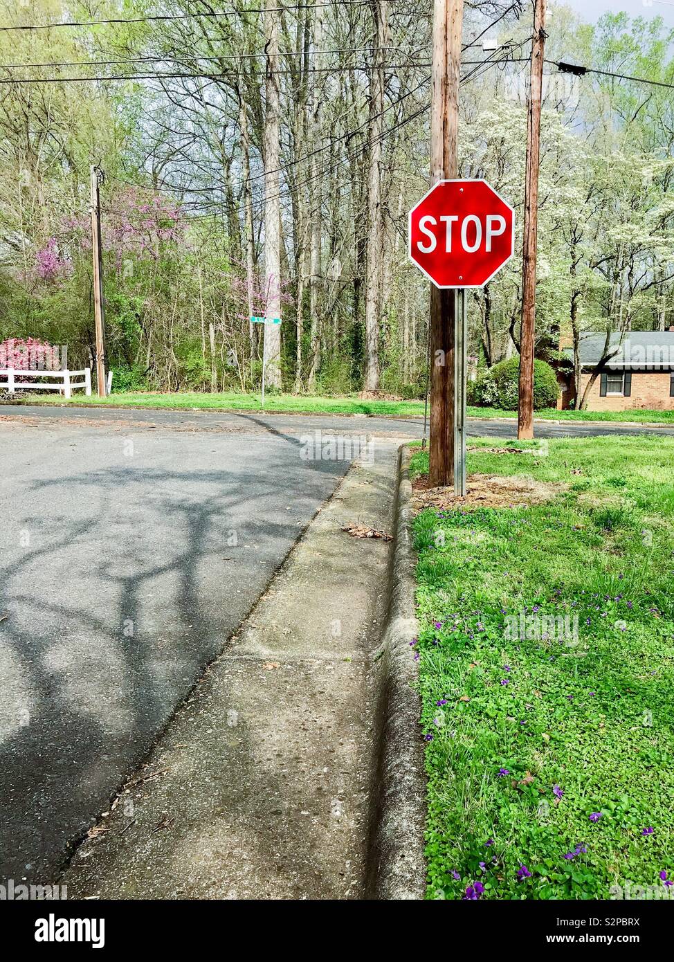 Dogwood trees, azaleas, and violets in photo of stop sign at small town ...
