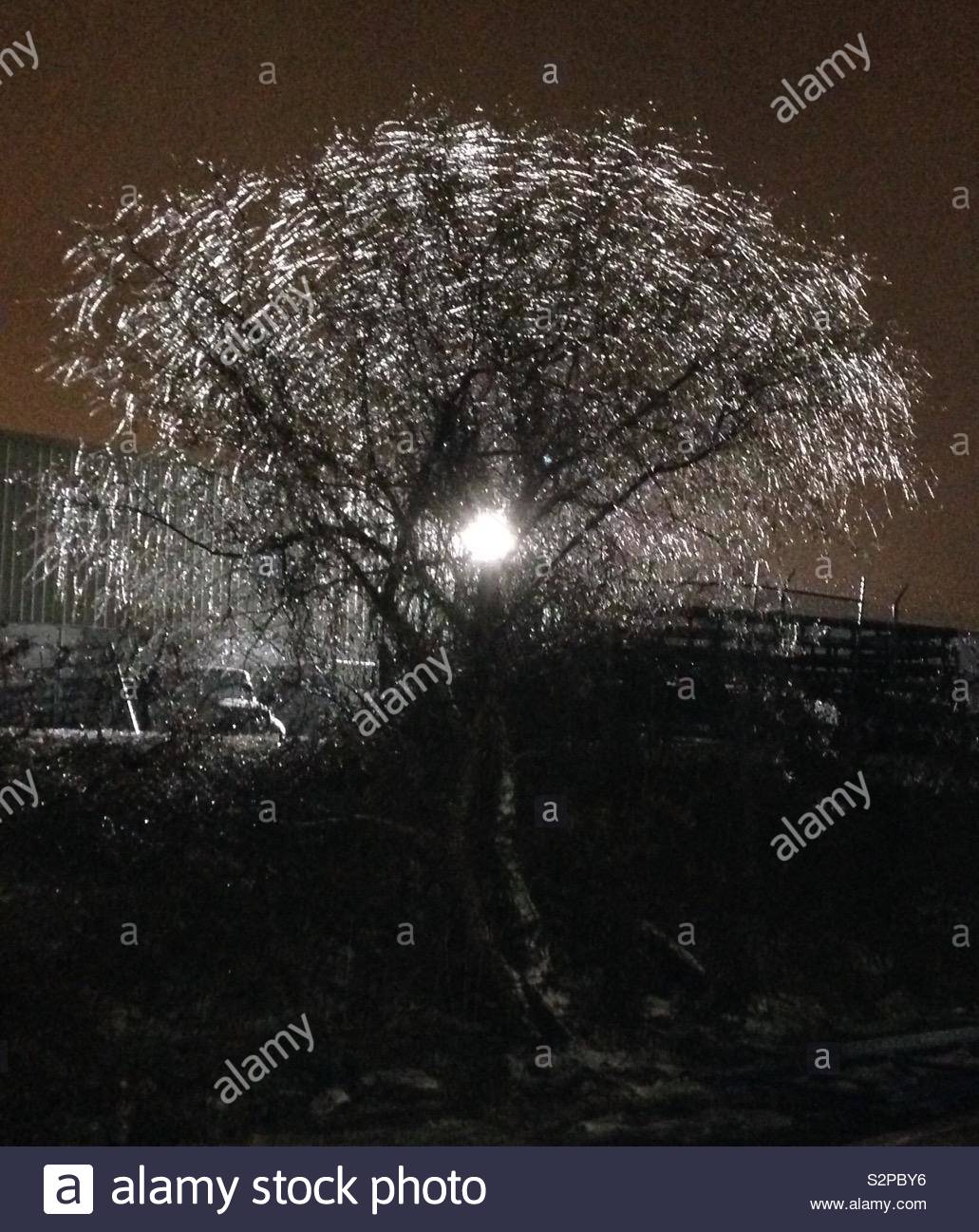 Ice tree hi-res stock photography and images - Alamy