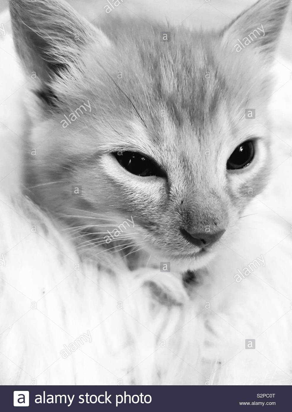 Soft adorable hi-res stock photography and images - Alamy