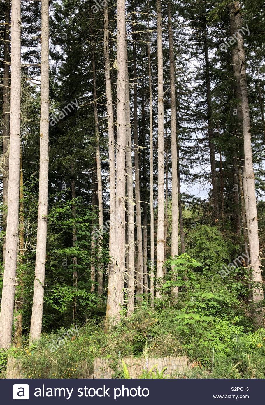 Lots of tall trees Stock Photo - Alamy