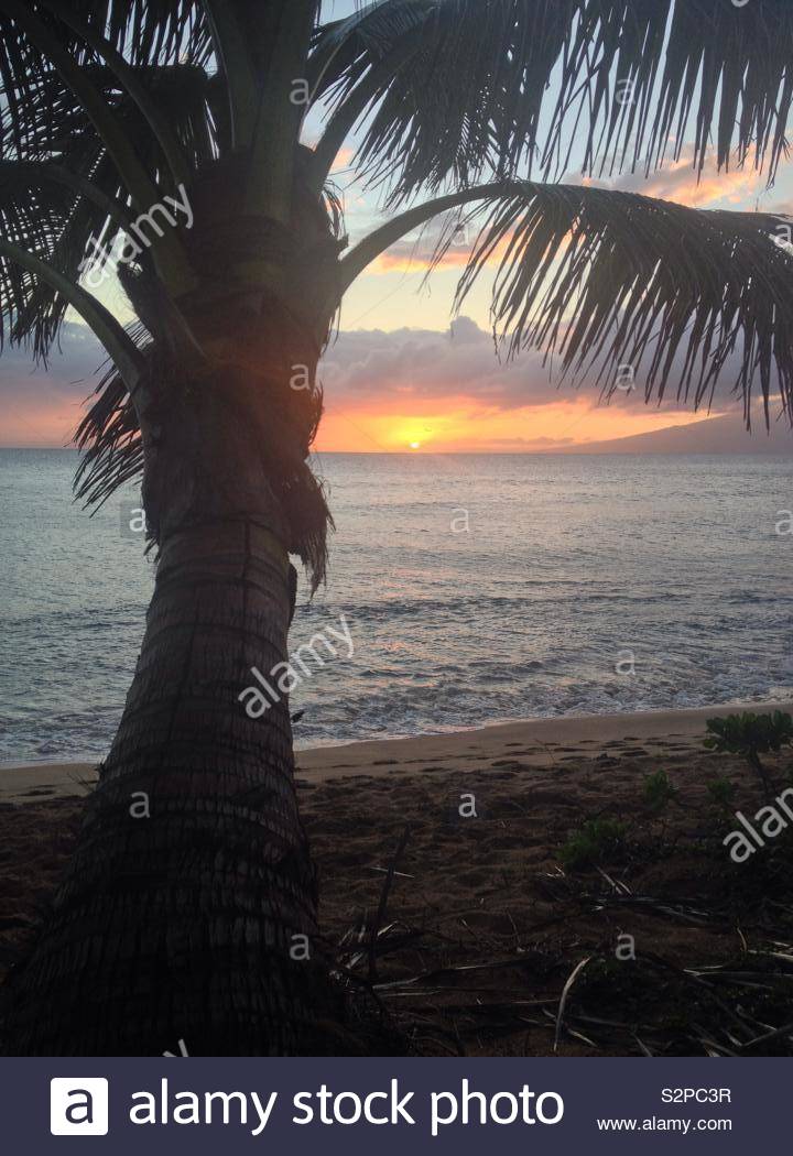 Palm tree sunset Stock Photo - Alamy