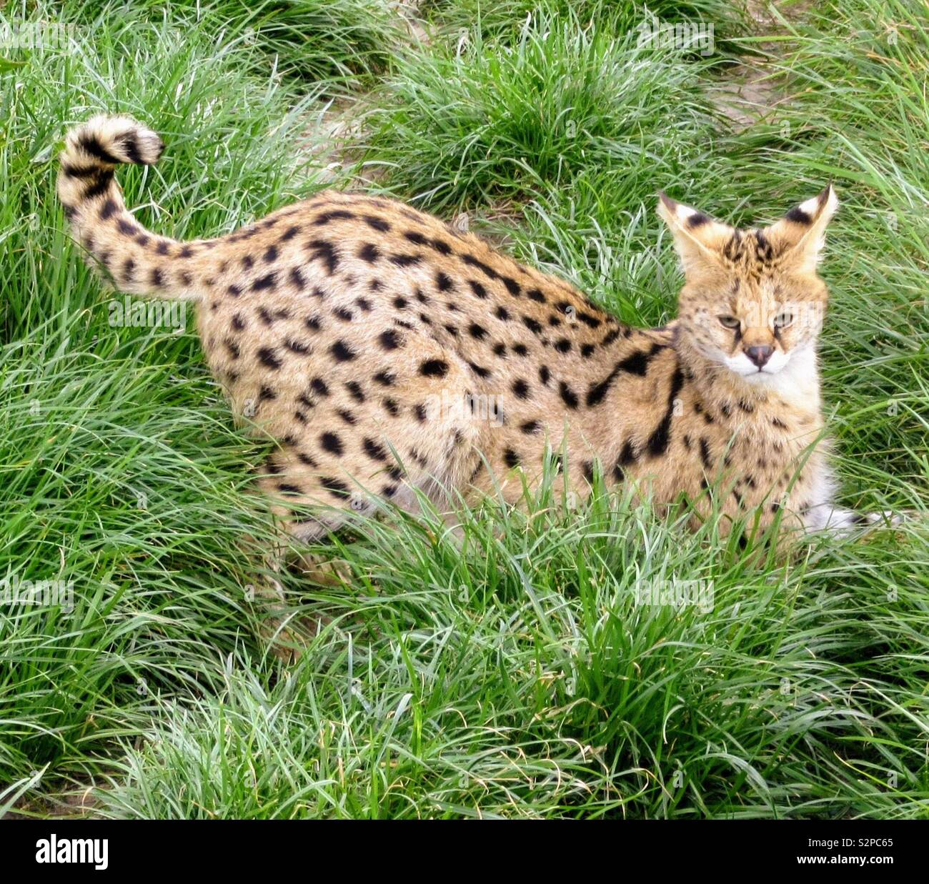 Pouncing cat hi-res stock photography and images - Alamy