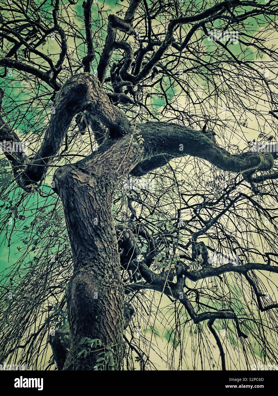 Large gnarled trees hi-res stock photography and images - Alamy