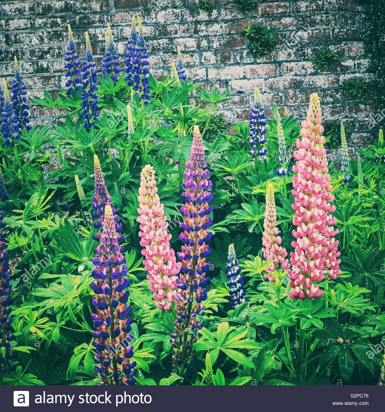 Purple lupins perennials hi-res stock photography and images - Alamy