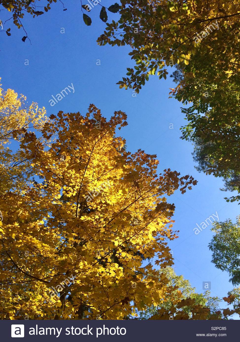 Gold canopy hi-res stock photography and images - Alamy