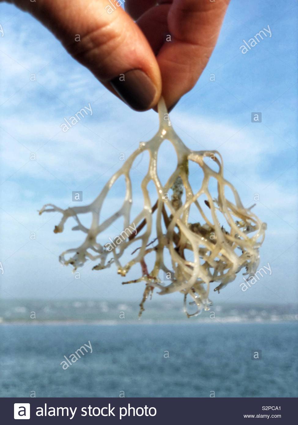 Seaweed seaweed hi-res stock photography and images - Alamy