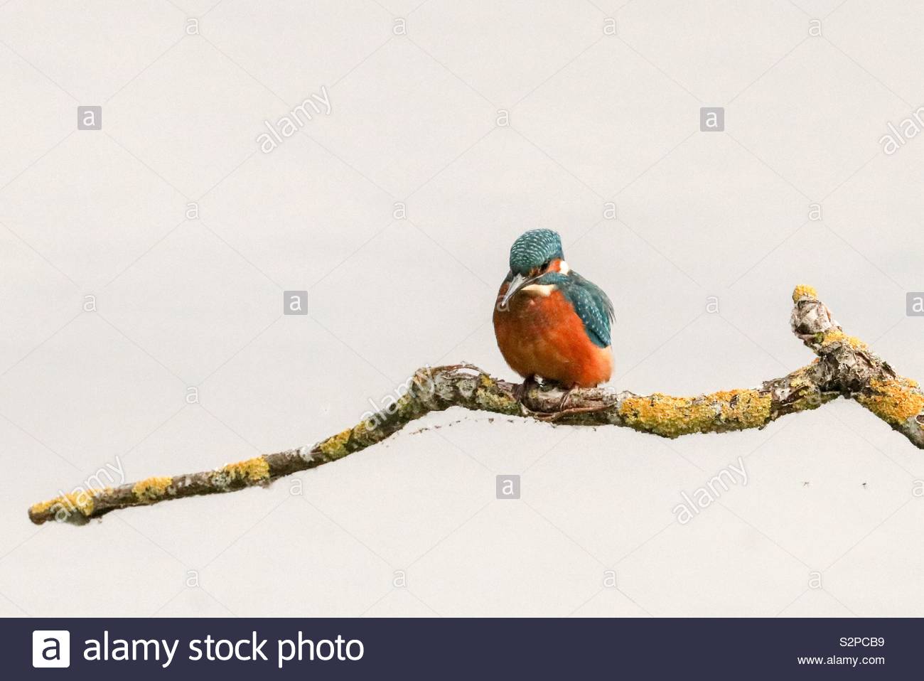 Searching for fish Stock Photo - Alamy