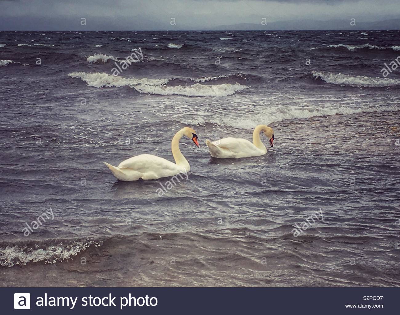 Two swans hi-res stock photography and images - Alamy
