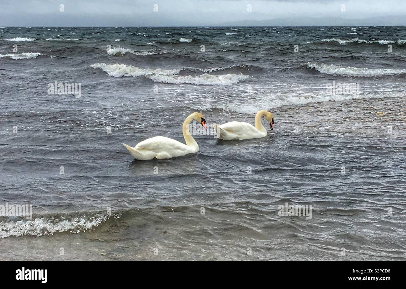Two swans hi-res stock photography and images - Alamy