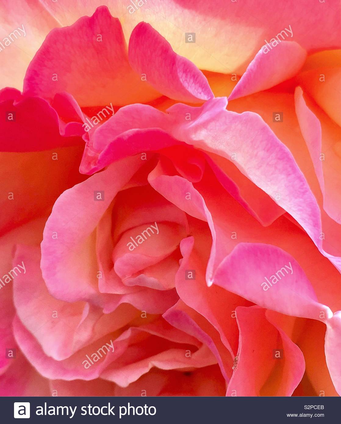 Pink Peace Rose Stock Photo - Alamy
