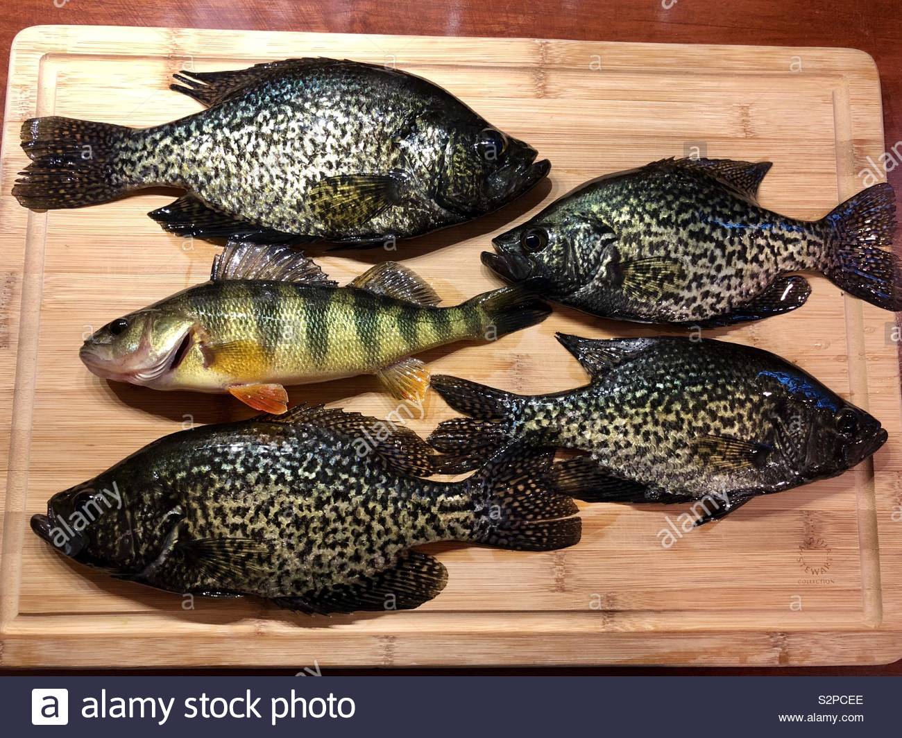 Crappie Fry