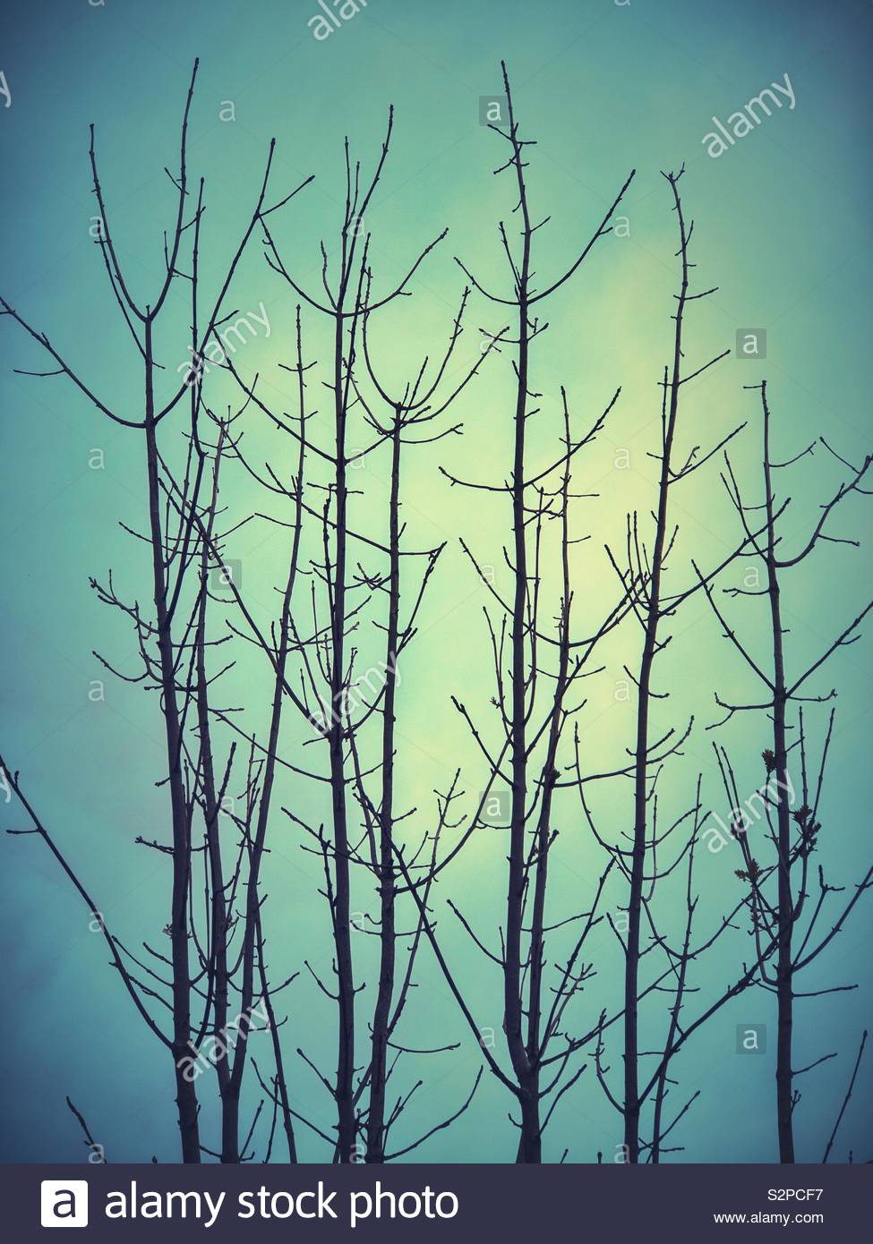 Ash Trees In Winter In High Resolution Stock Photography and Images - Alamy