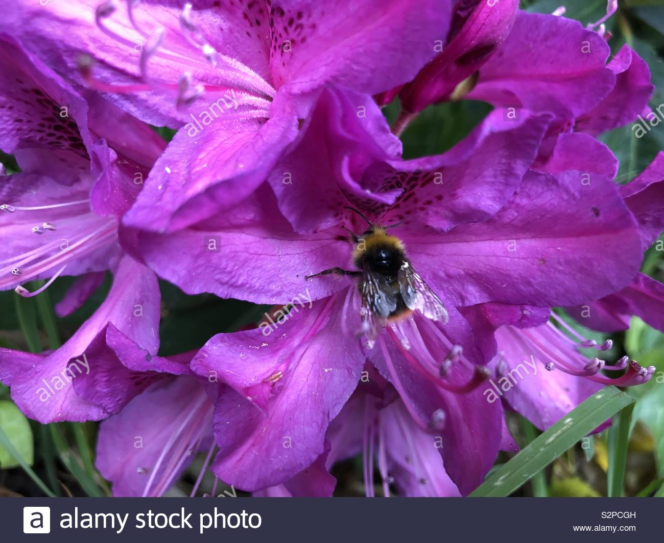 Bubble bee hi-res stock photography and images - Alamy