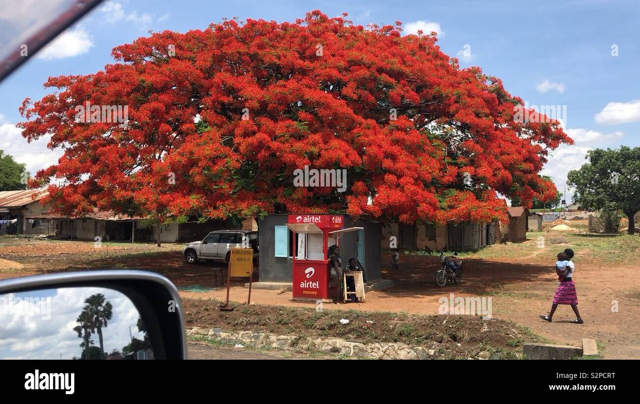 Photographing a flame tree from a car Stock Photo - Alamy