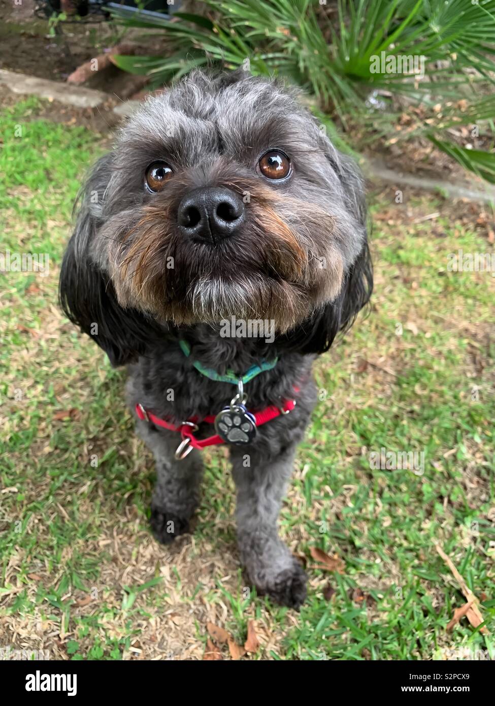 Little Black Dog Stock Photos & Little Black Dog Stock Images - Alamy