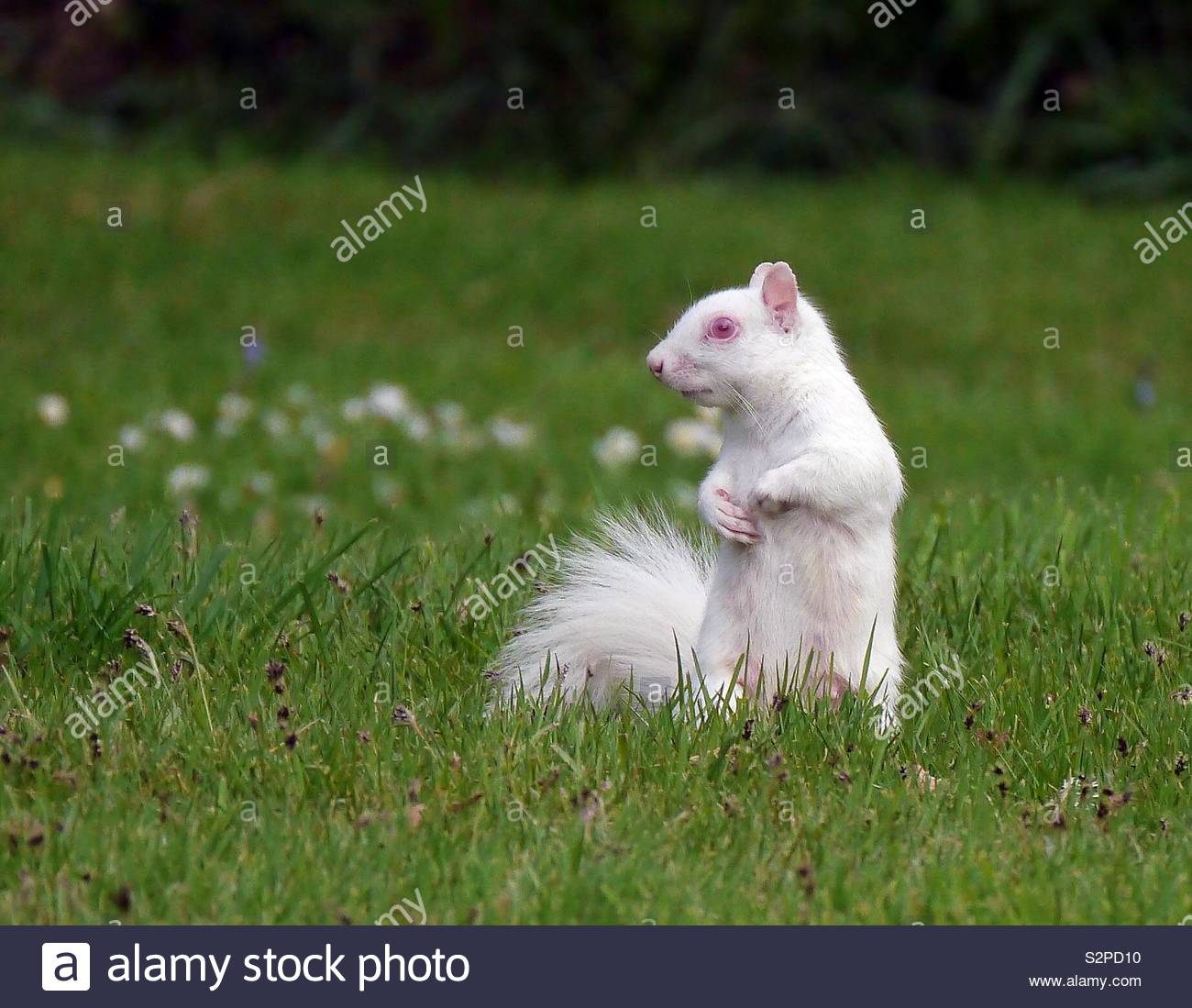 Albino squirrel white hi-res stock photography and images - Alamy