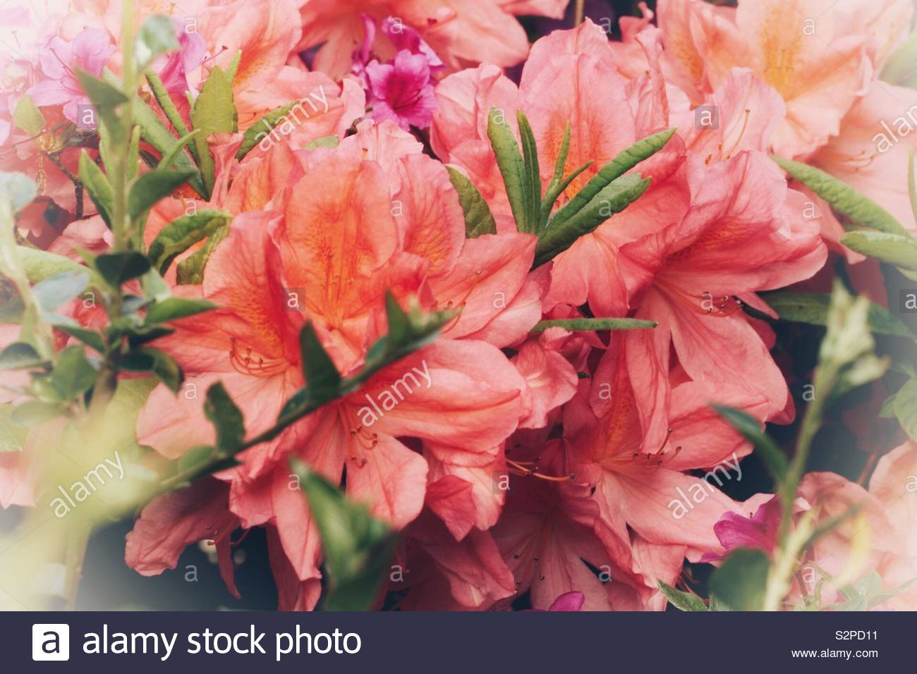 Scottish pink summer flowers Stock Photo - Alamy