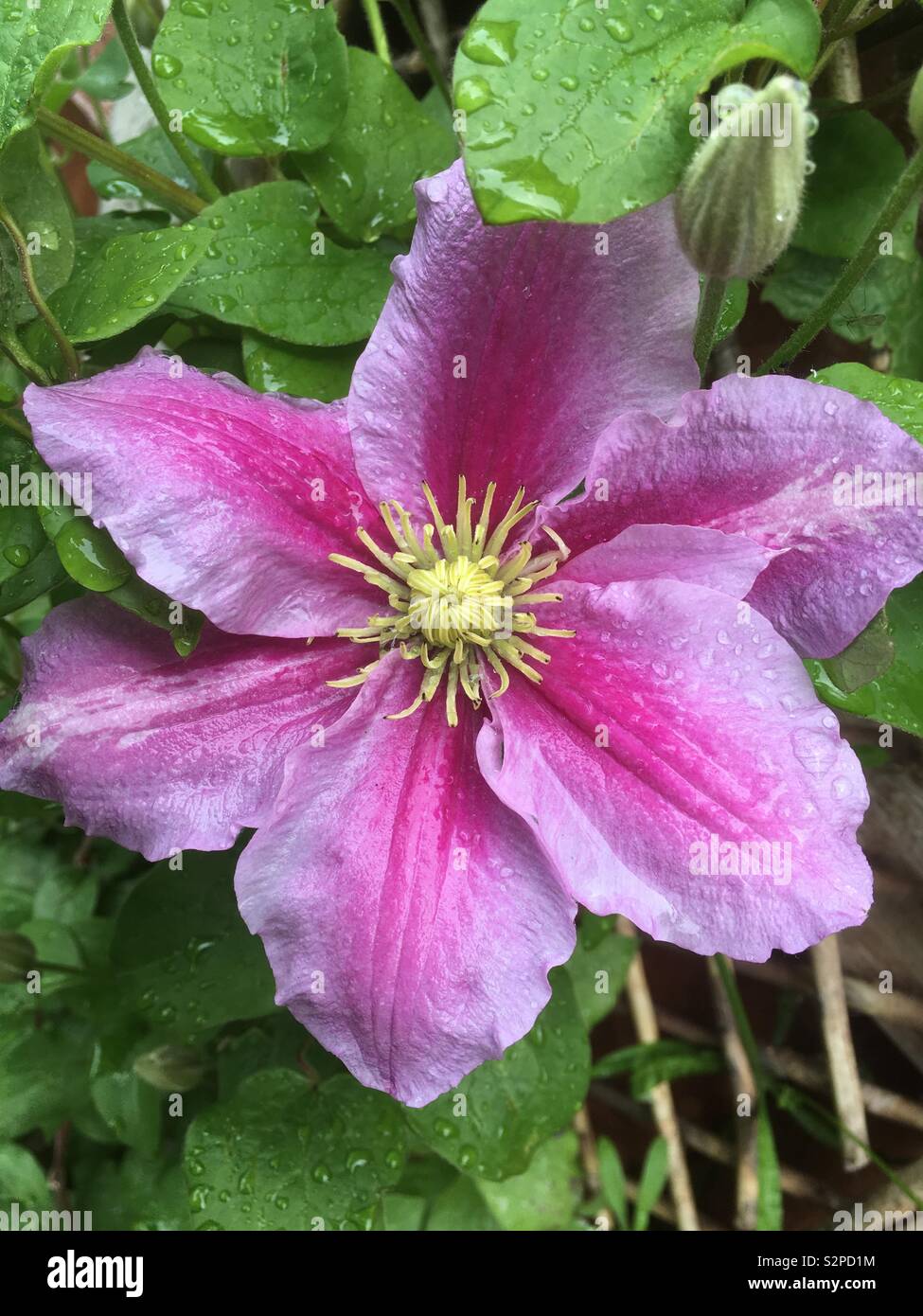 Pink clematis flower hi-res stock photography and images - Alamy