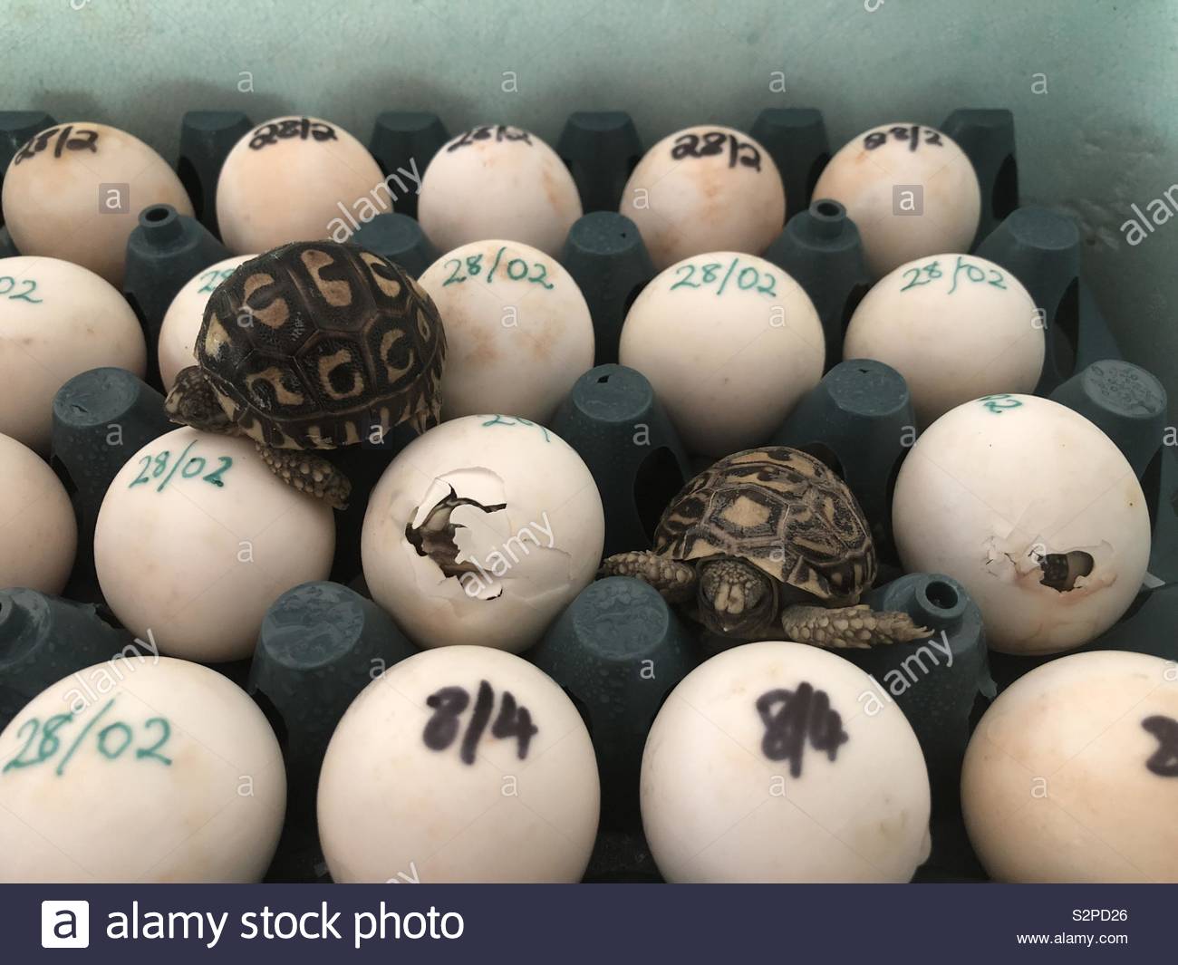 Baby Tortoise High Resolution Stock Photography and Images - Alamy