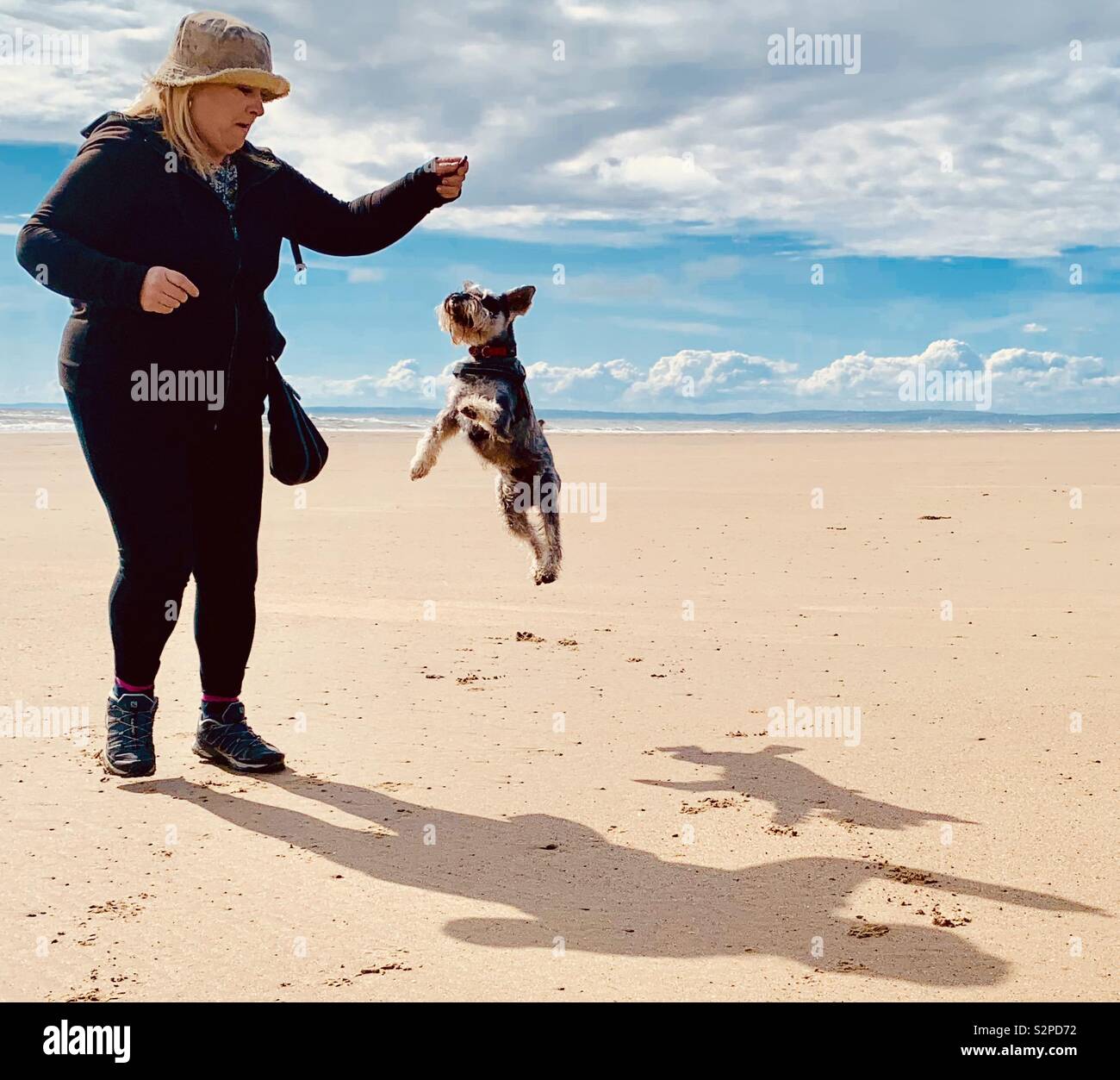 Miniature Schnauzer dog on beach jumping in the air for treat Stock ...