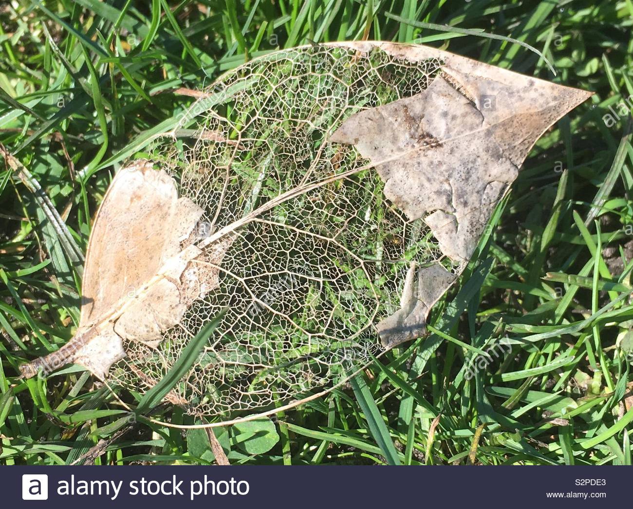 Decaying leaf hi-res stock photography and images - Alamy