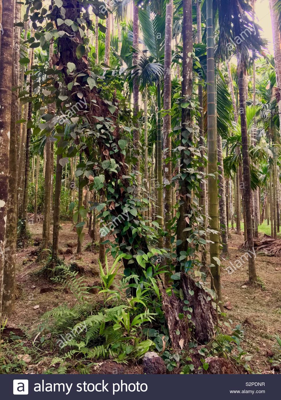Jungle palm tree hi-res stock photography and images - Alamy