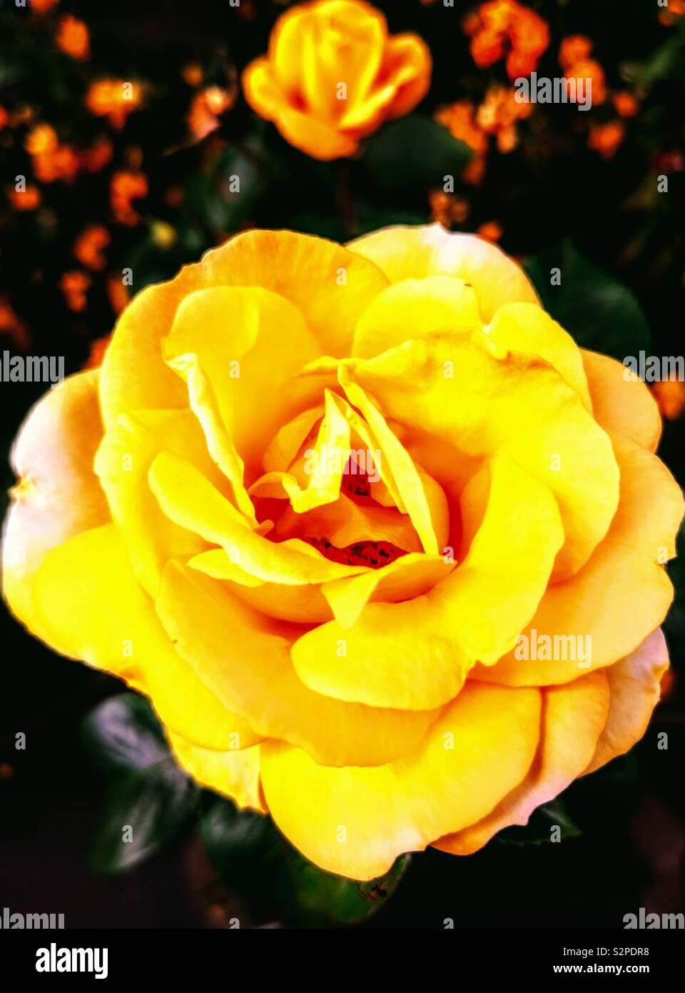 Yellow garden rose Stock Photo - Alamy