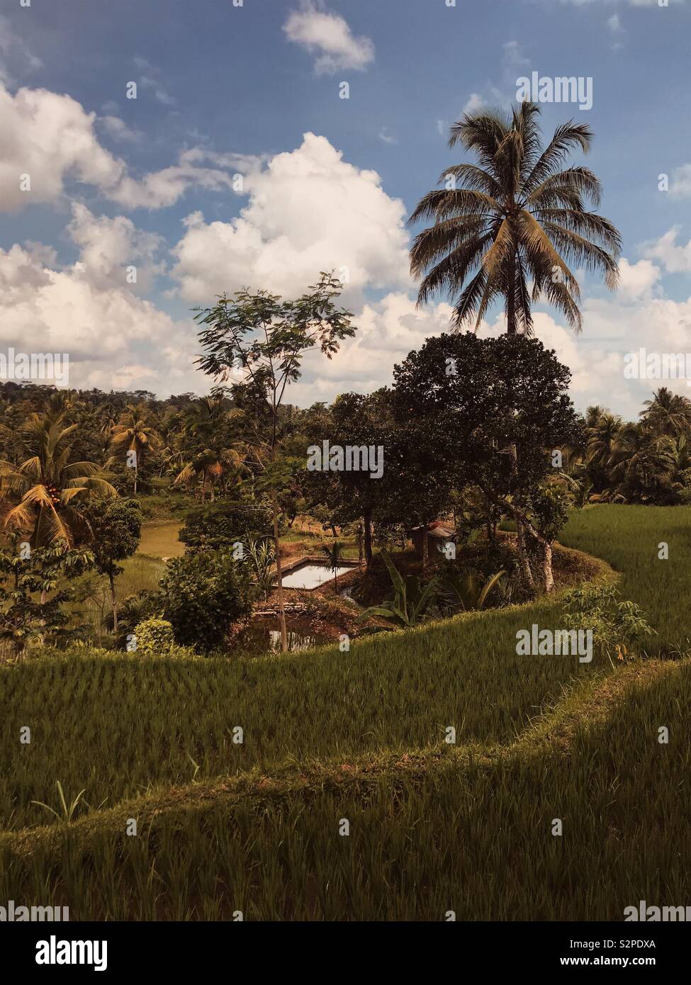 Lombok rice fields hi-res stock photography and images - Alamy