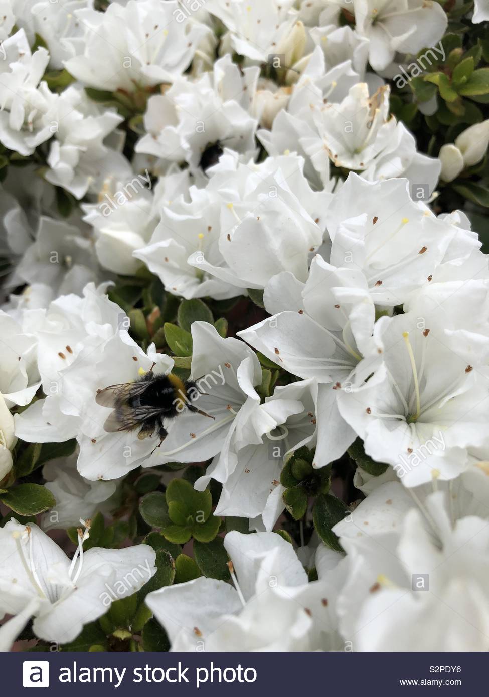 Bee hard at work Stock Photo - Alamy