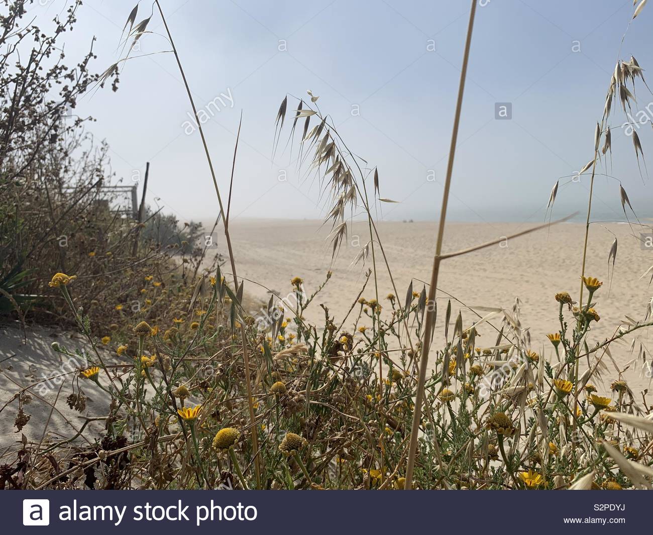 Mist on beach hi-res stock photography and images - Alamy