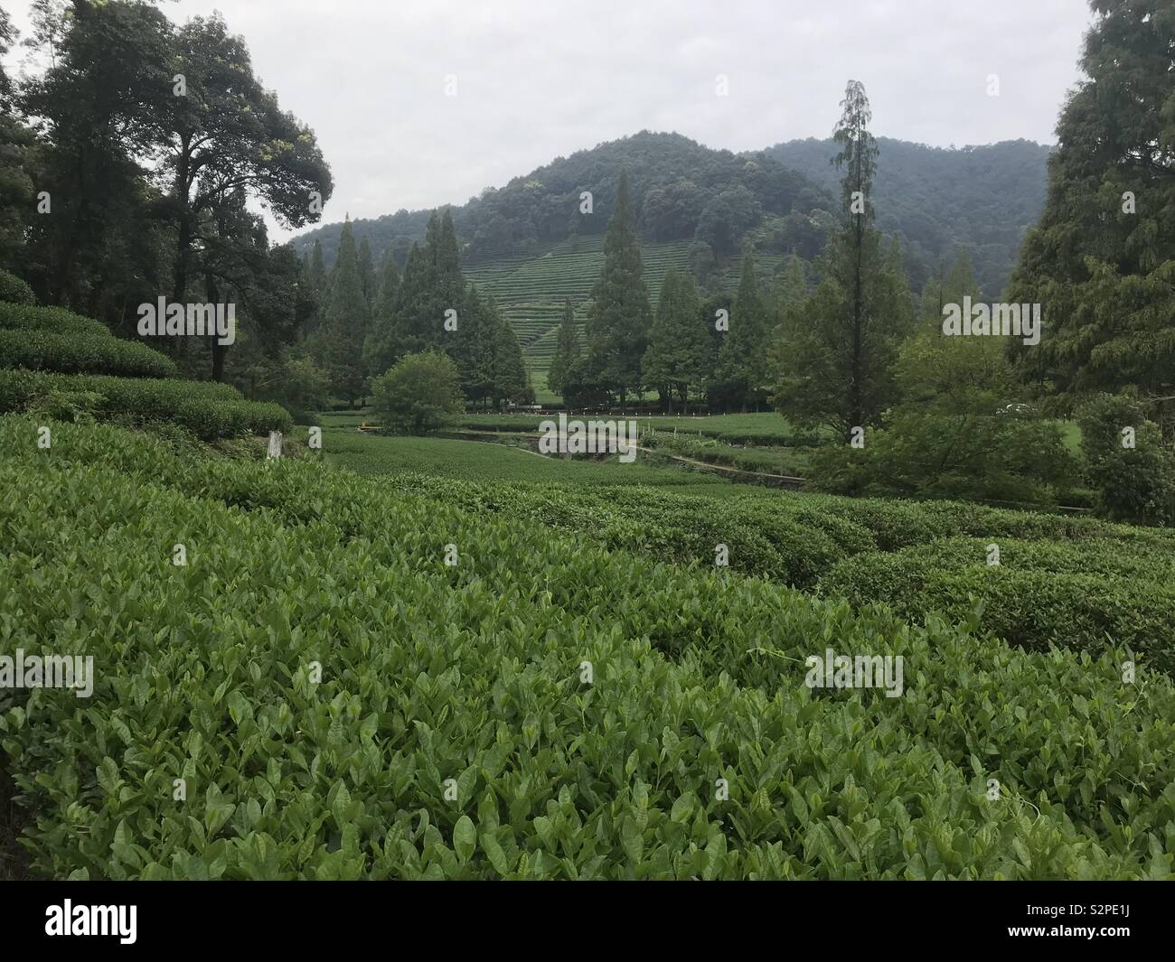A long jing Dragonwell tea plantation in Hangzhou, China Stock Photo ...
