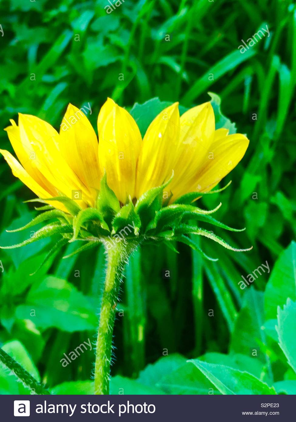 Sunflower leaves hi-res stock photography and images - Alamy