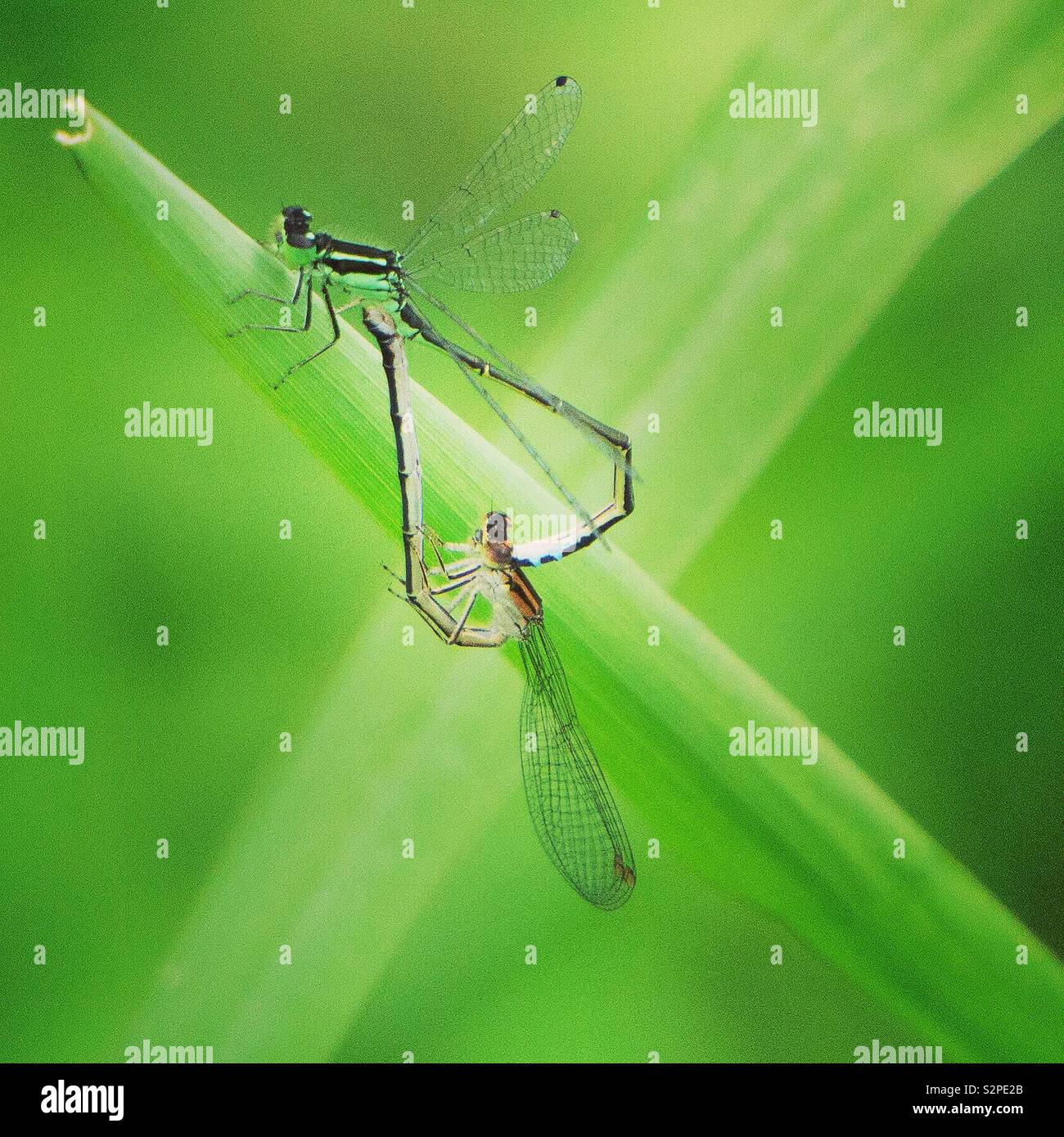 Insects mating hi-res stock photography and images - Alamy
