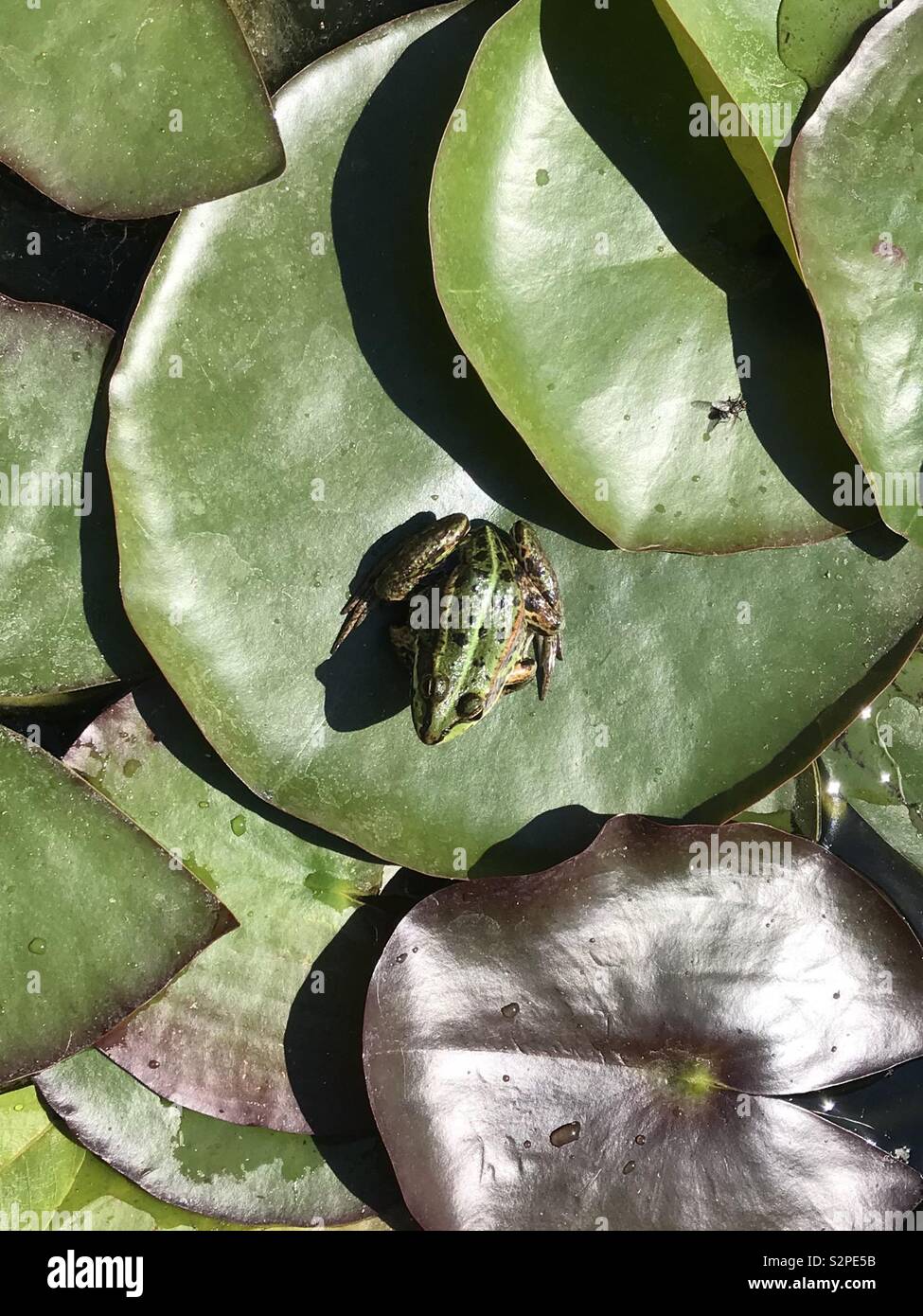 A beautiful spring green frog on a water lily Stock Photo - Alamy