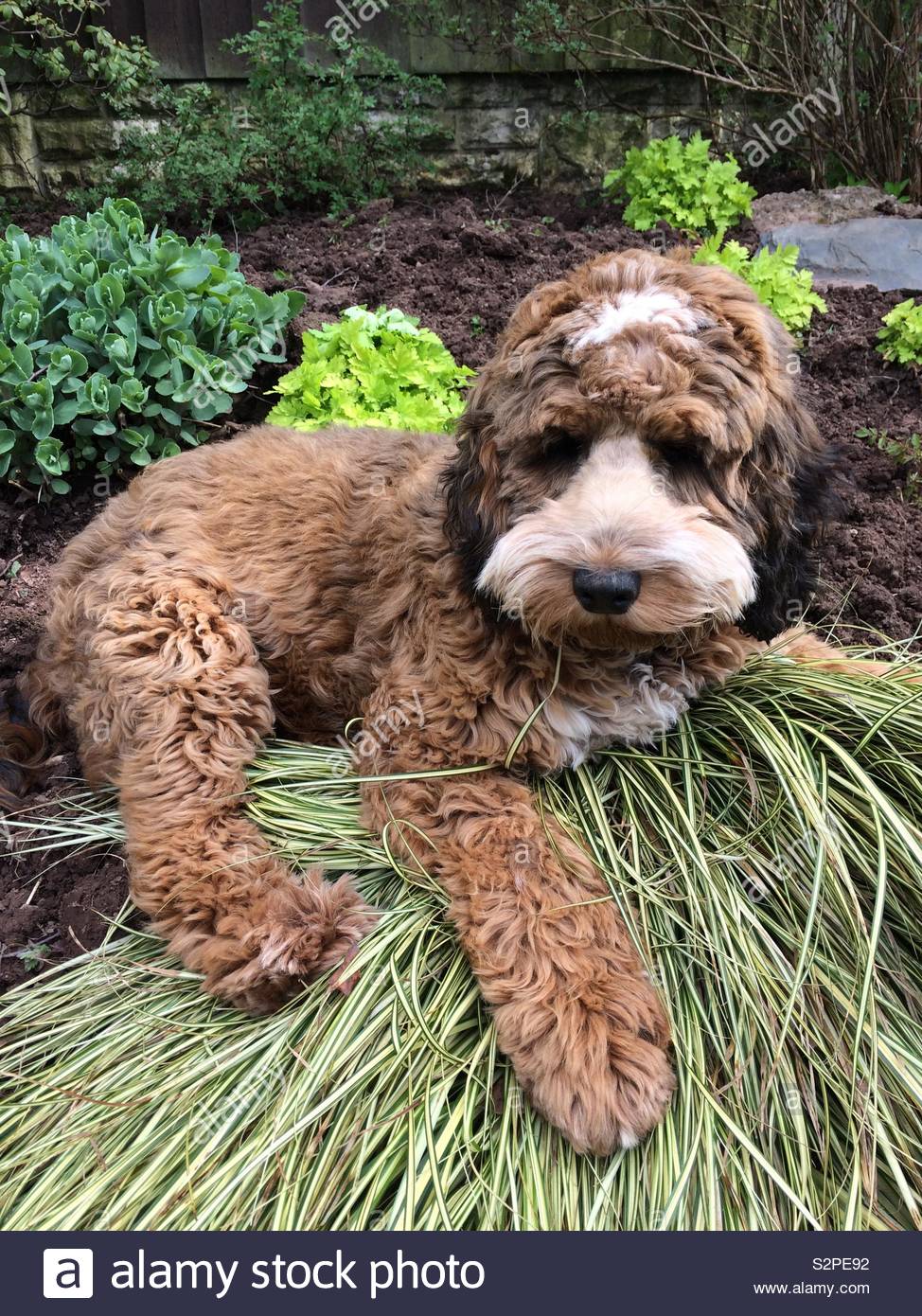 Cockerpoo puppy hi-res stock photography and images - Alamy