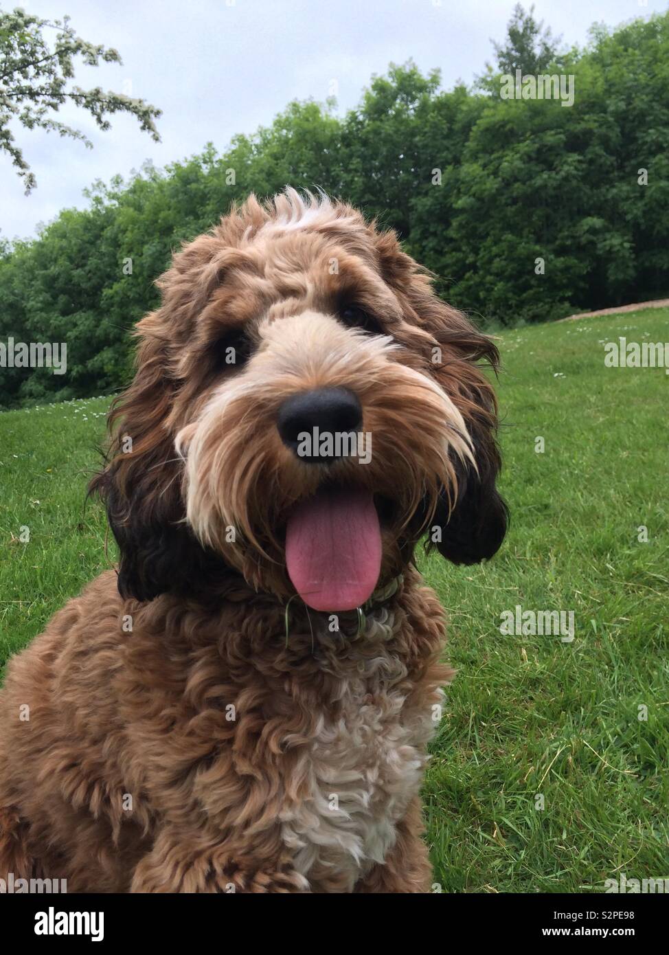 Cockerpoo puppy hi-res stock photography and images - Alamy