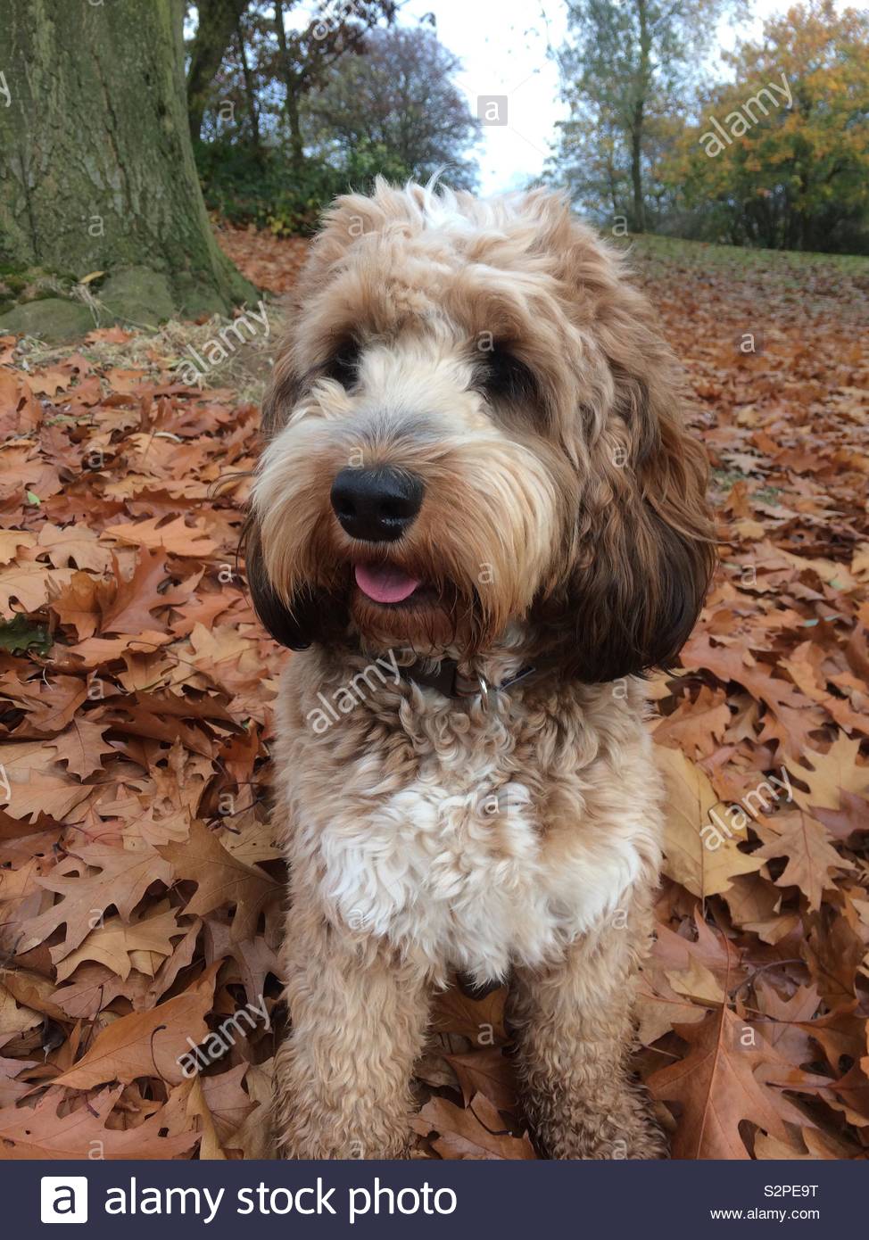 Cockerpoo puppy hi-res stock photography and images - Alamy