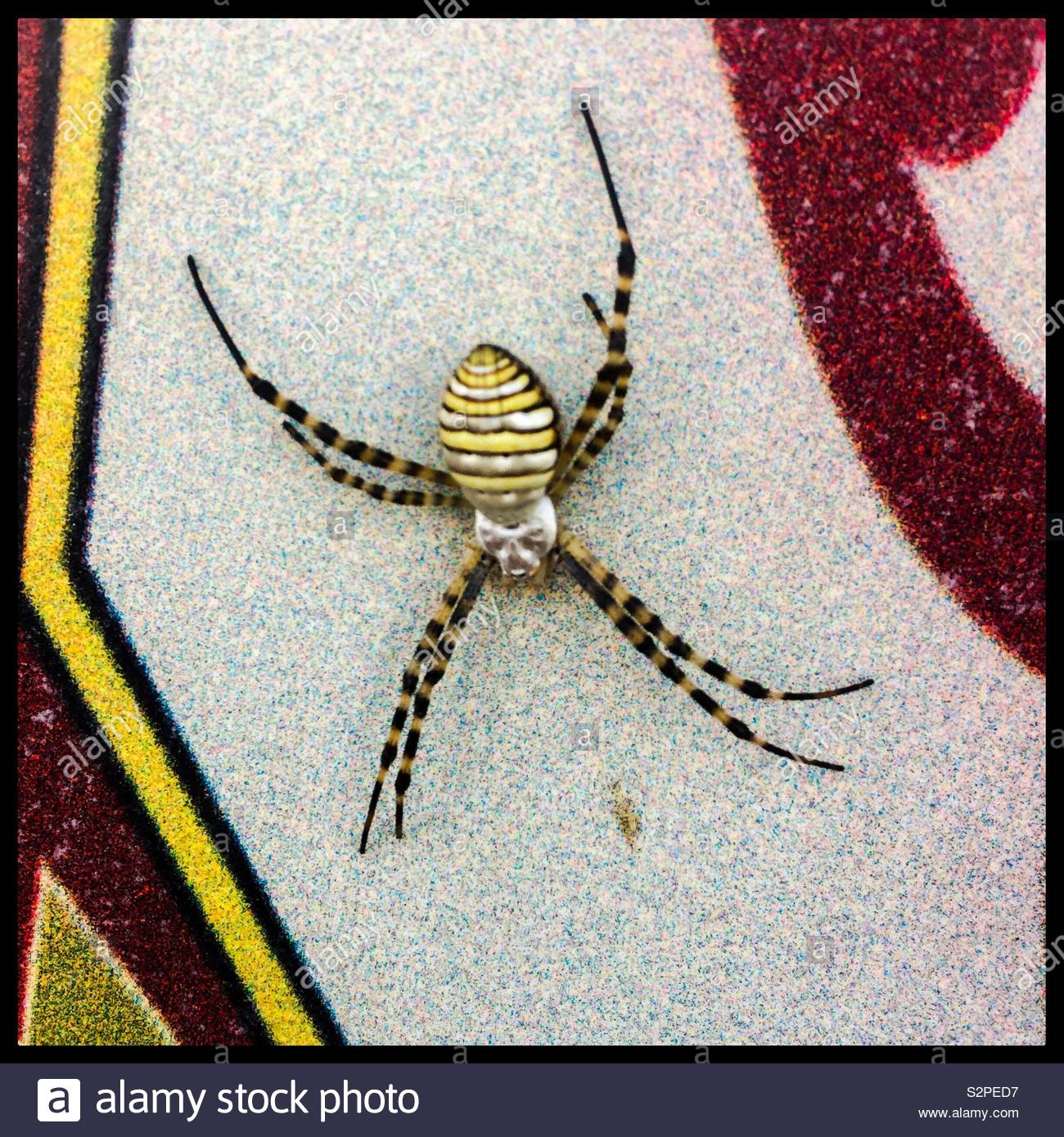 Black and yellow spider hi-res stock photography and images - Alamy