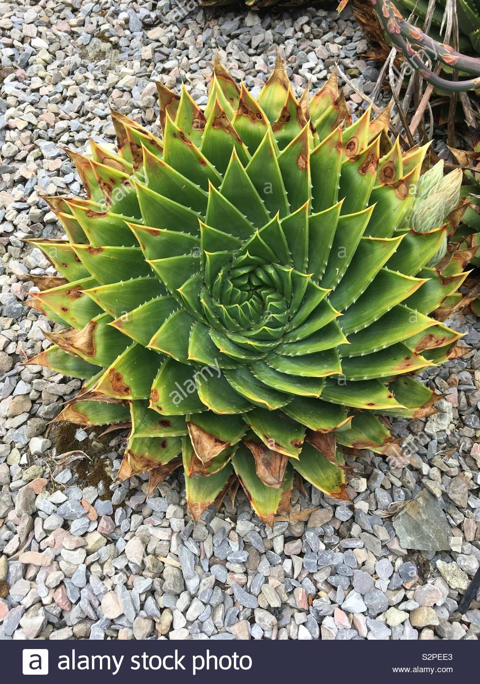 Plant Swirl High Resolution Stock Photography and Images - Alamy