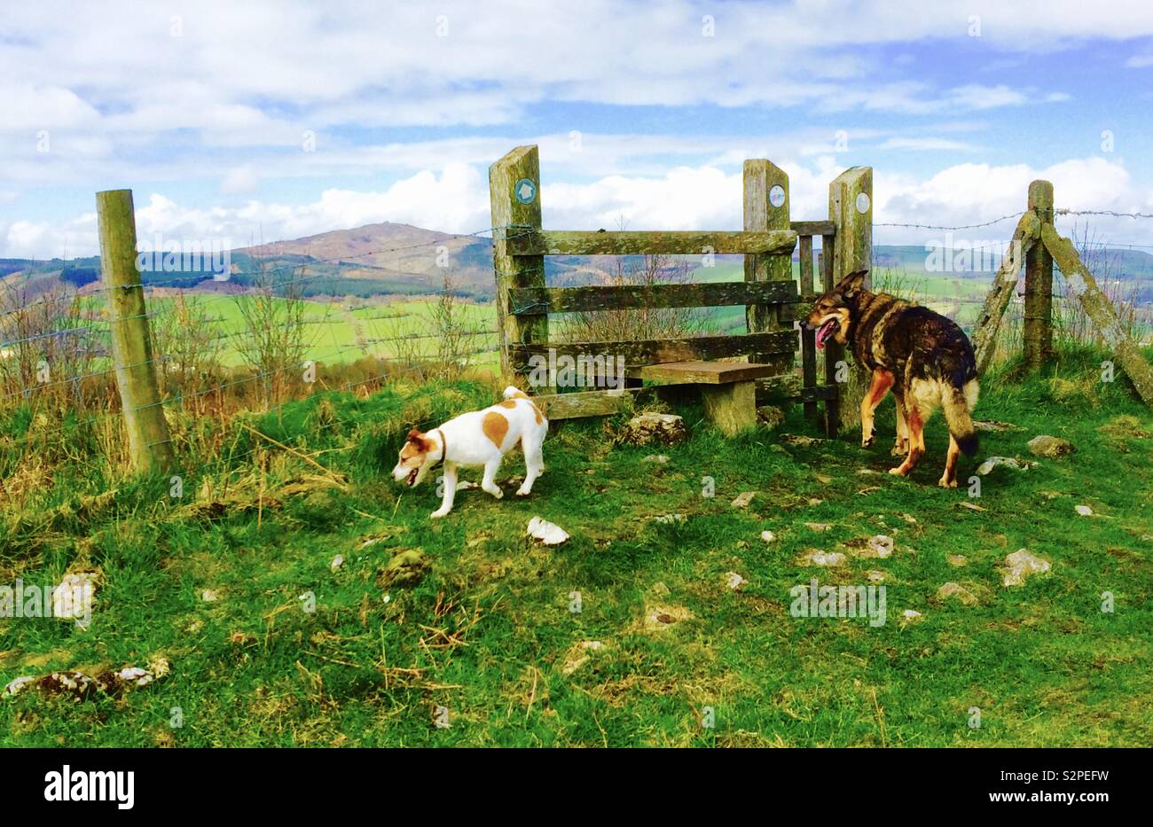 Two dogs waiting at a stile Stock Photo - Alamy