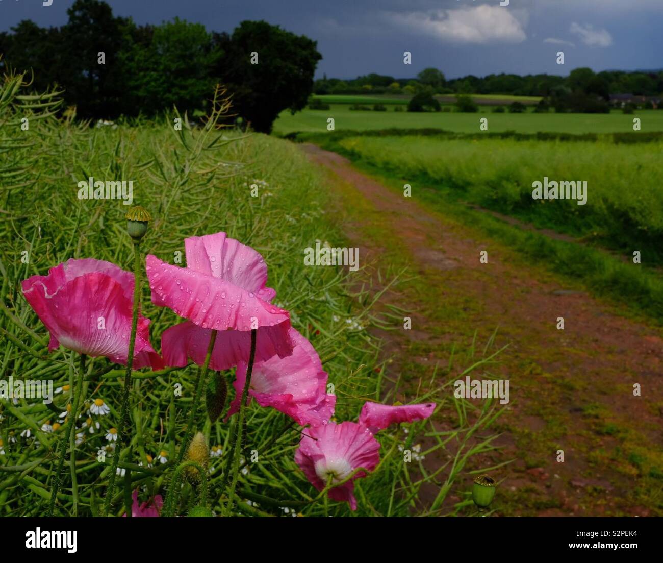 Summer Poppy Walk Stock Photo - Alamy