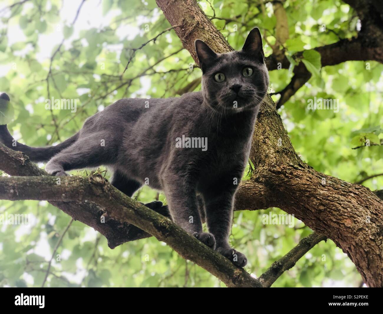 Cat with tree hi-res stock photography and images - Alamy