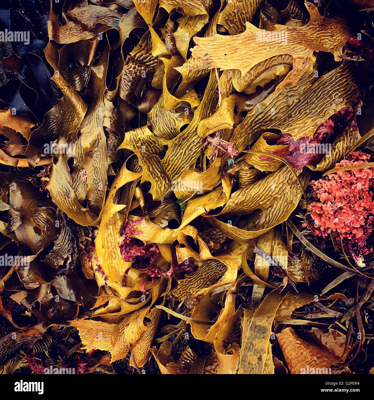 Seaweed plants hi-res stock photography and images - Alamy