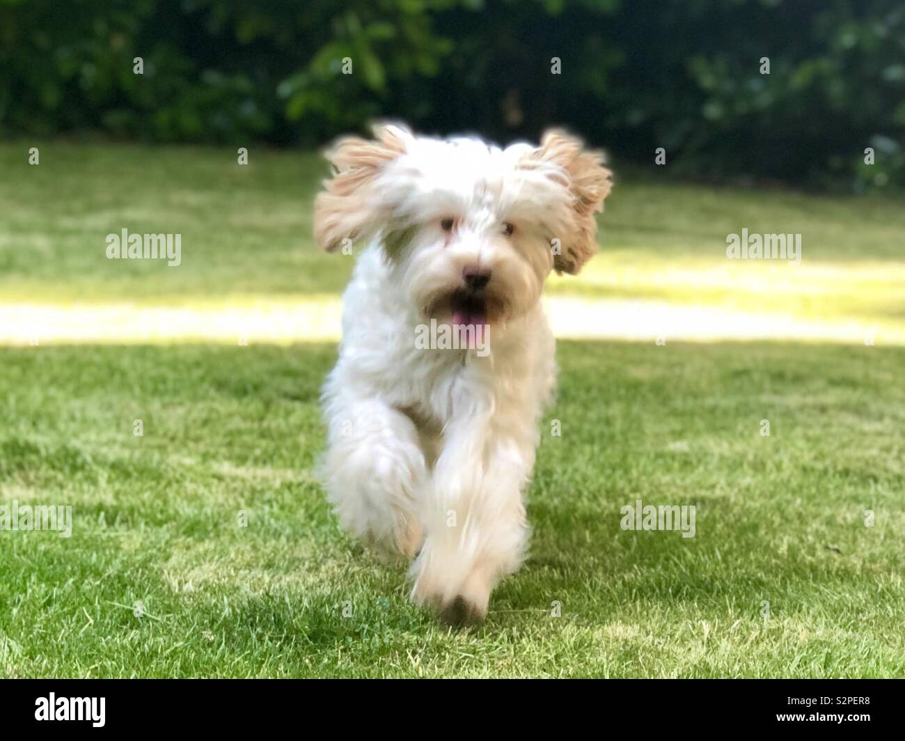 Cockapoo puppy hi-res stock photography and images - Alamy