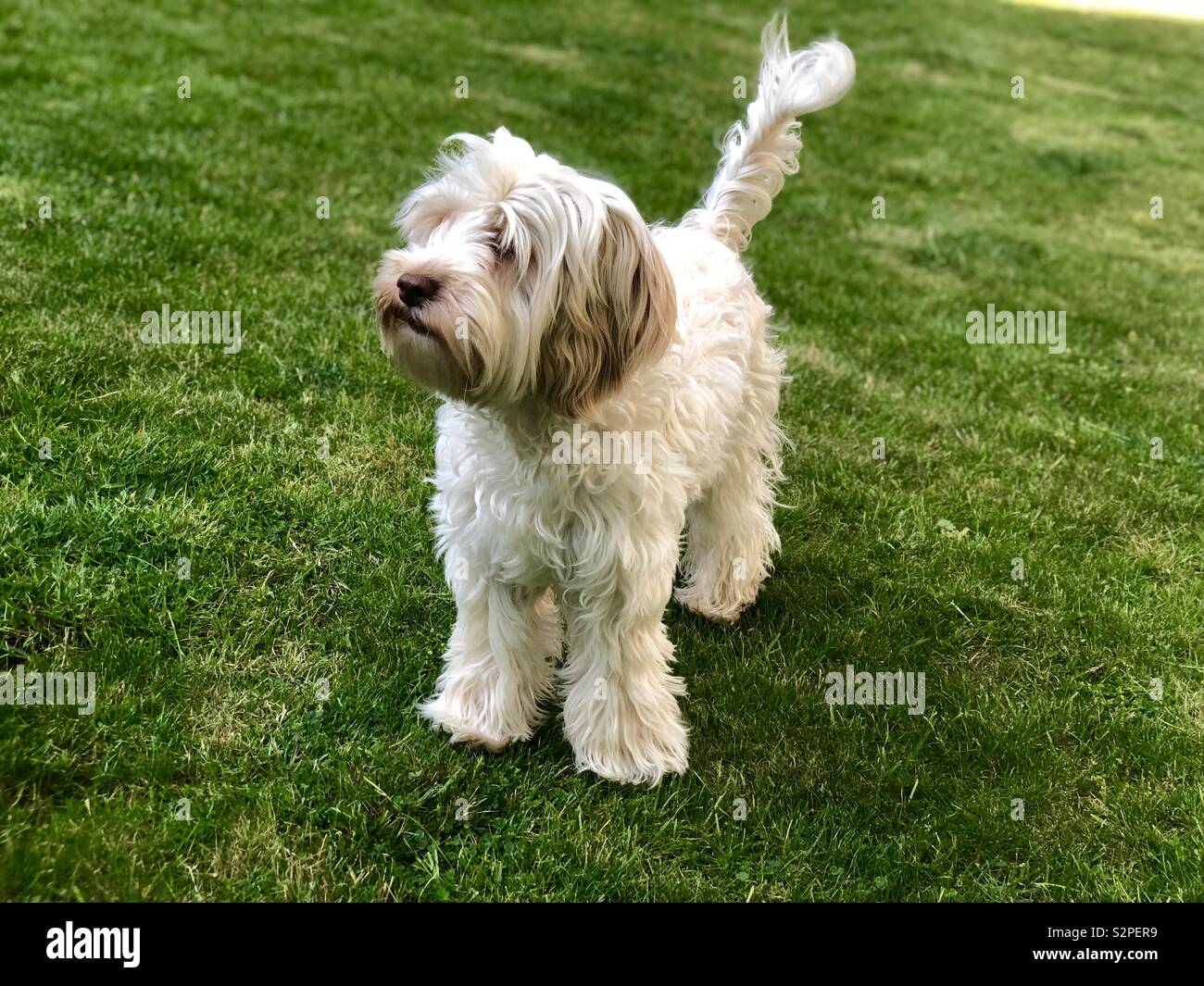 Apricot cockapoo hi-res stock photography and images - Alamy