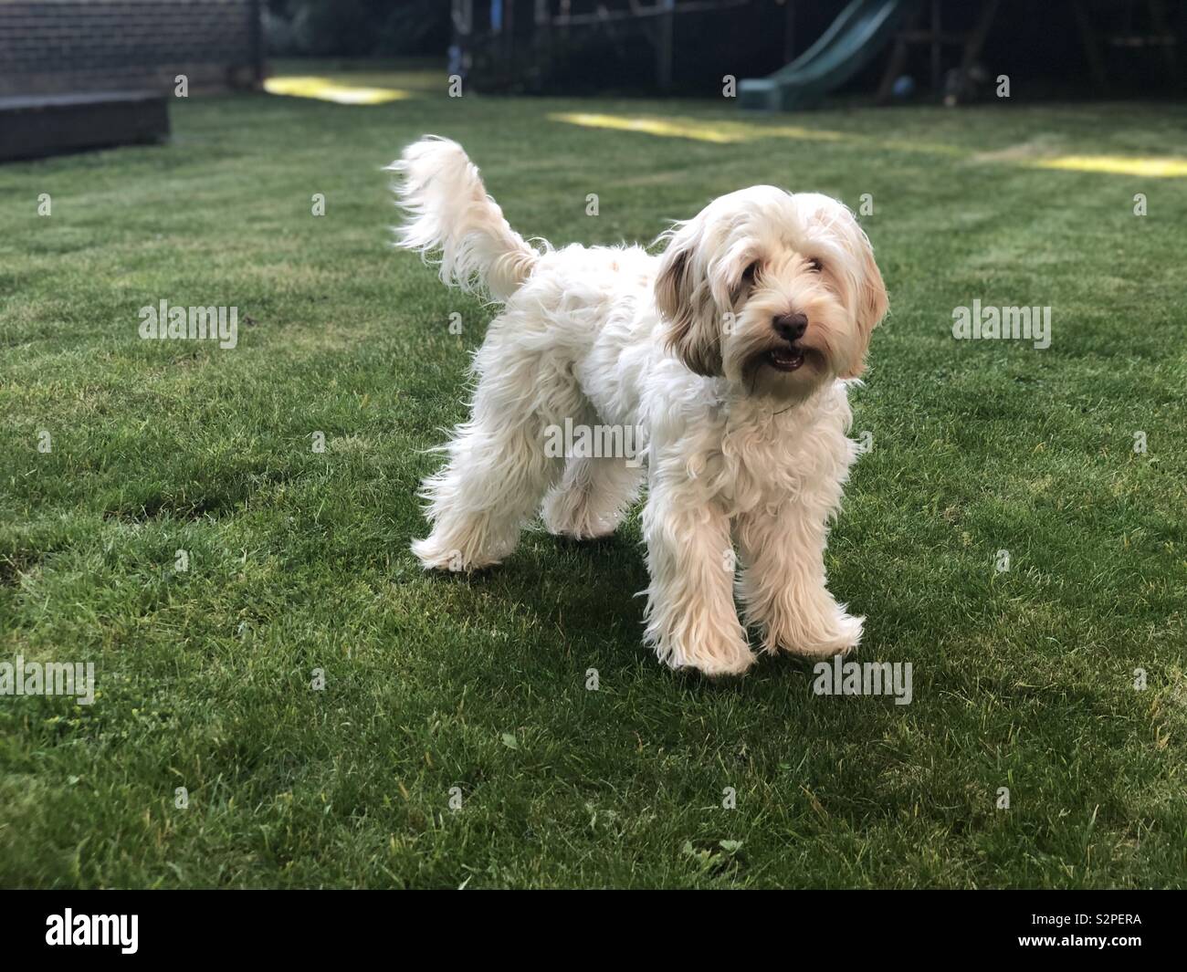 Apricot cockapoo hi-res stock photography and images - Alamy