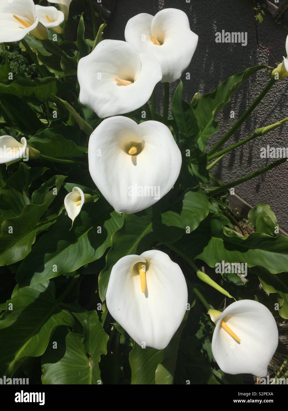 Arum lilies hi-res stock photography and images - Alamy