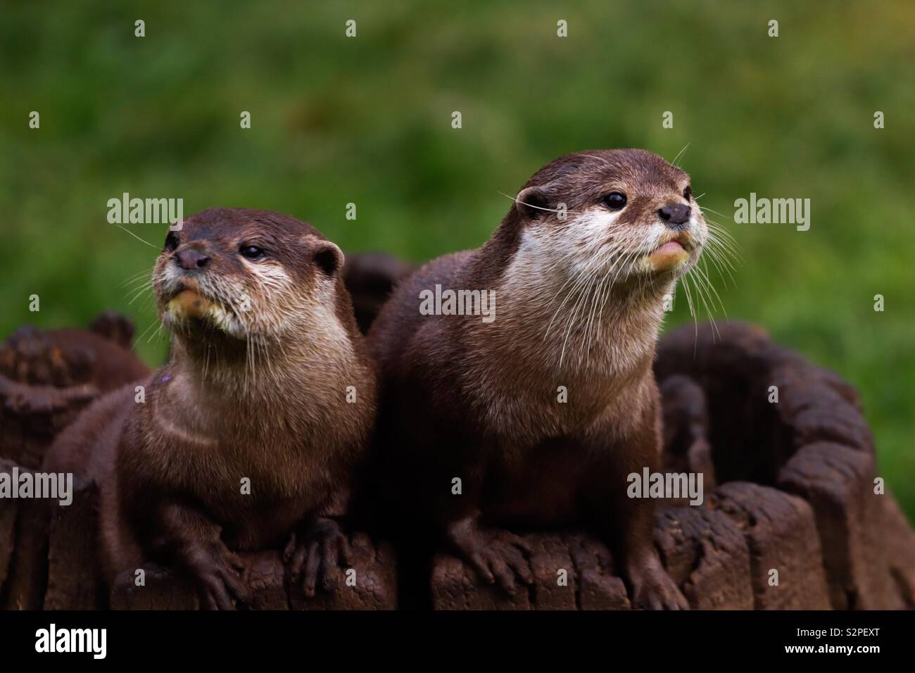 Beavers hi-res stock photography and images - Alamy