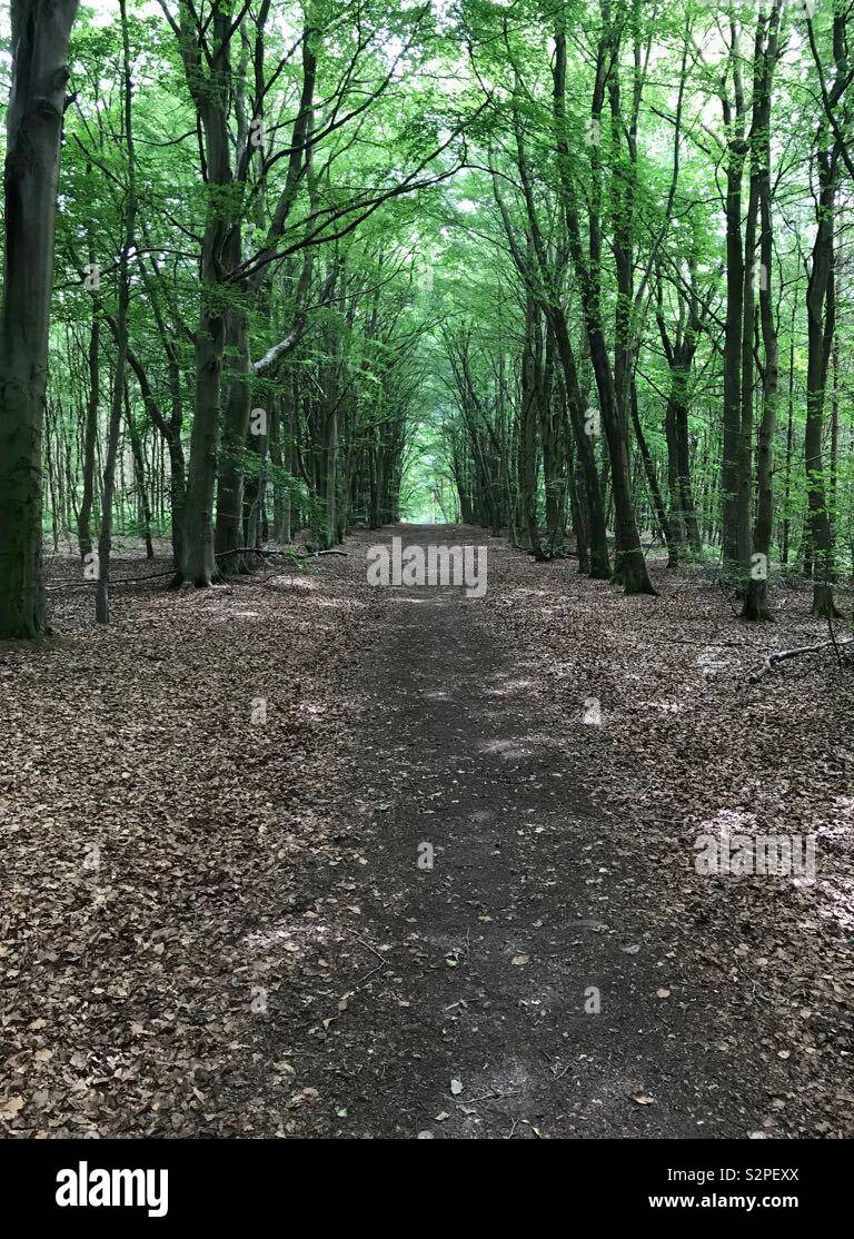 Tree lined corridor hi-res stock photography and images - Alamy